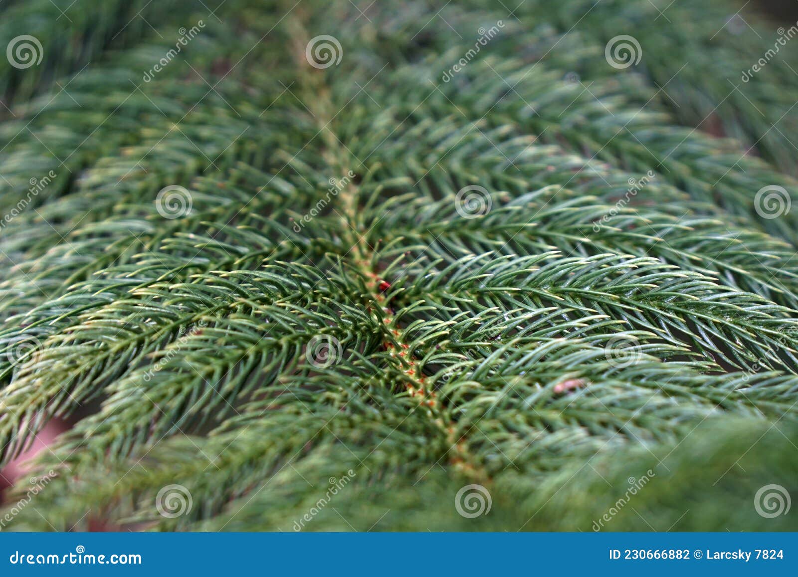 Nature Scene of Macro Green Pine Leaves Surface Backdrop - Abstract ...
