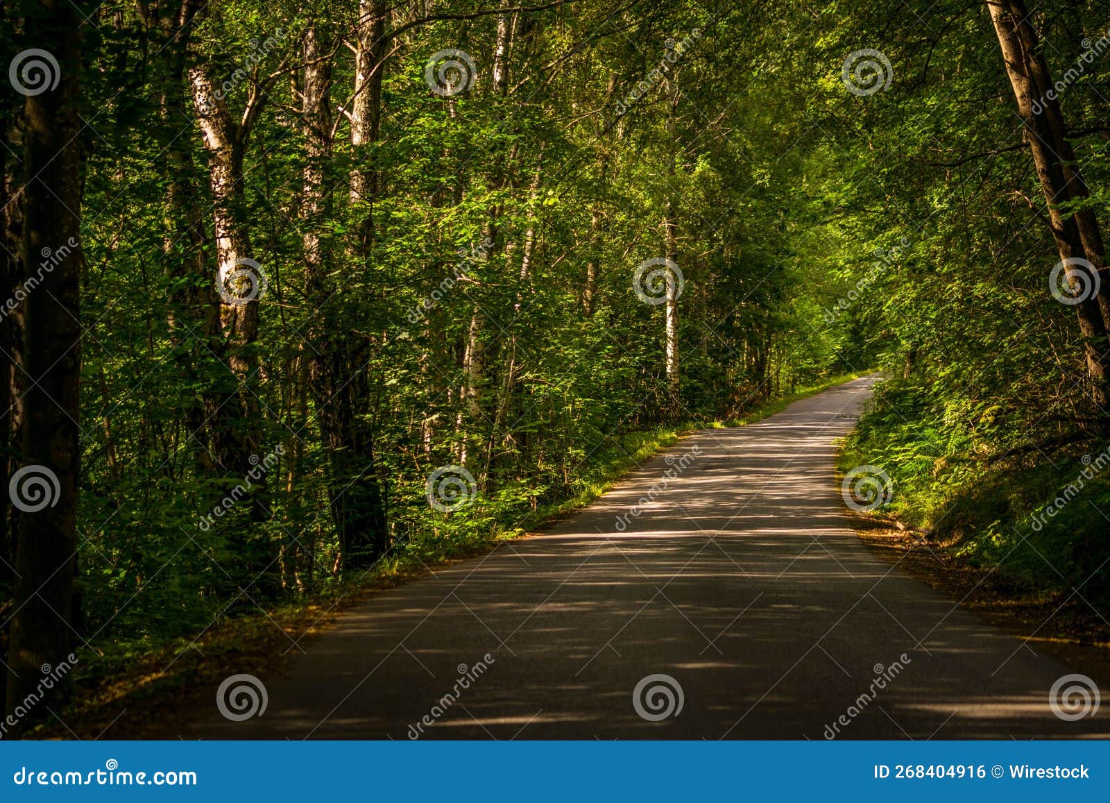 Nature Scene with a Path in the Middle of the Forest Full of Green ...