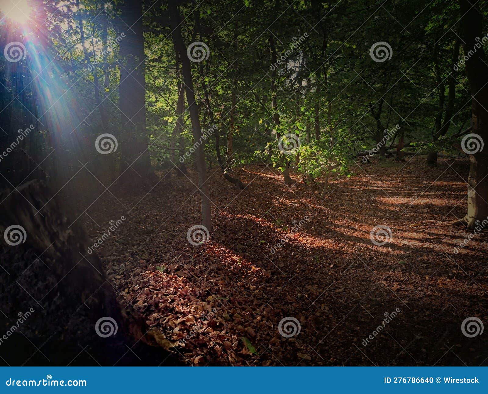 Nature Scene of a Sunlit Path through a Dense Forest Stock Photo ...