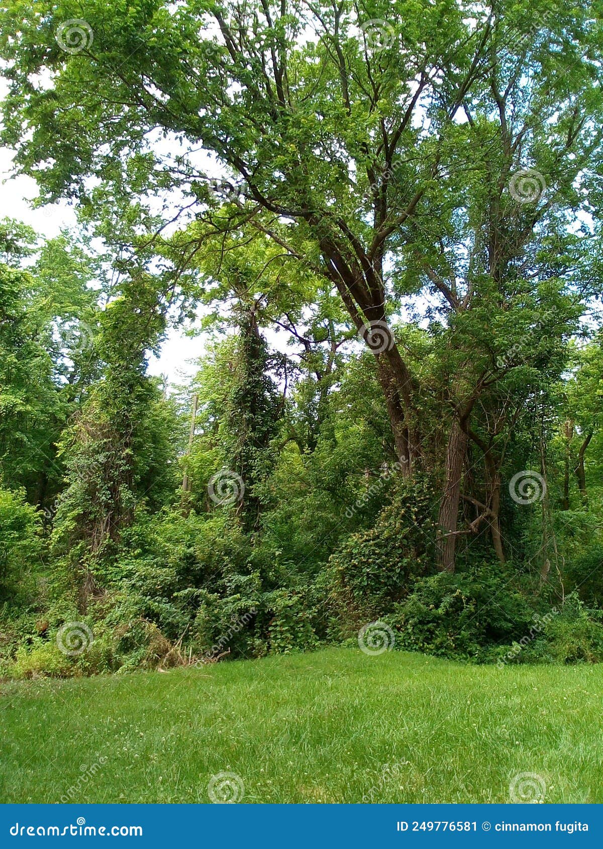 Nature scene trees stock image. Image of forest, grove - 249776581