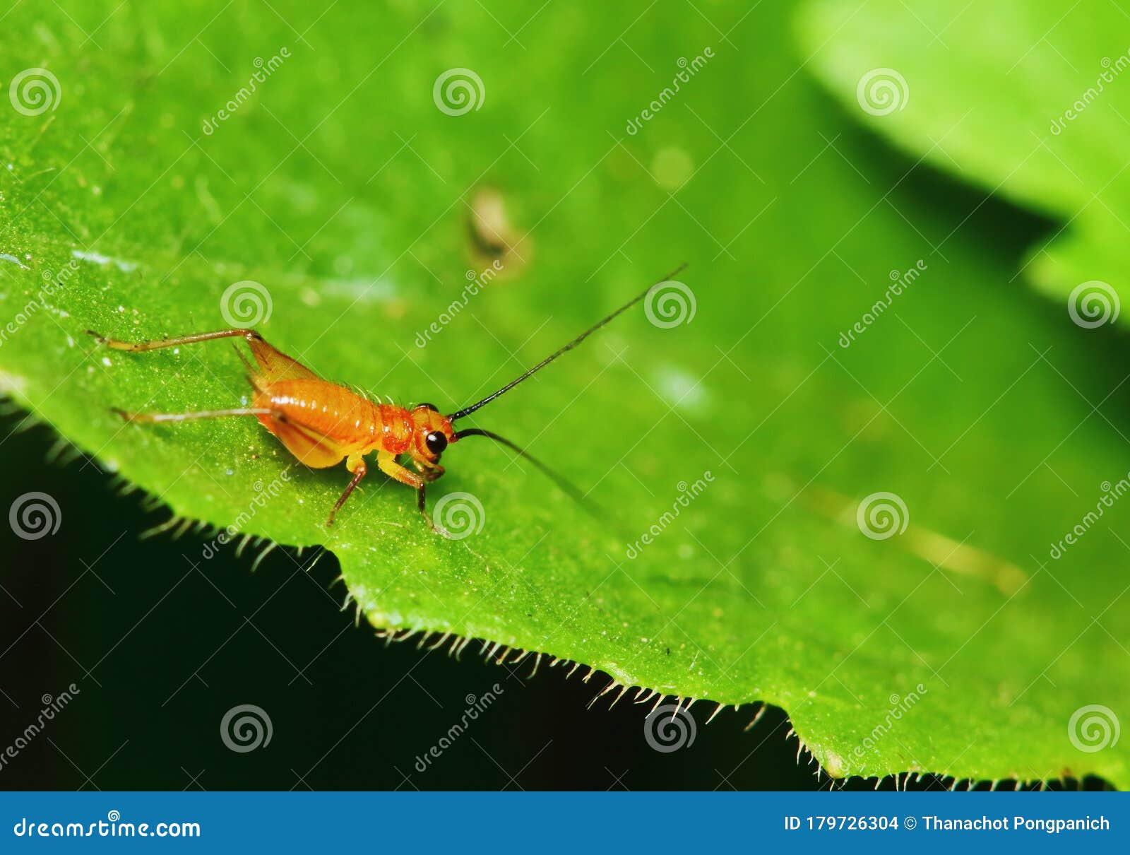Nature Scene of Young Cricket in Garden Stock Photo - Image of ...