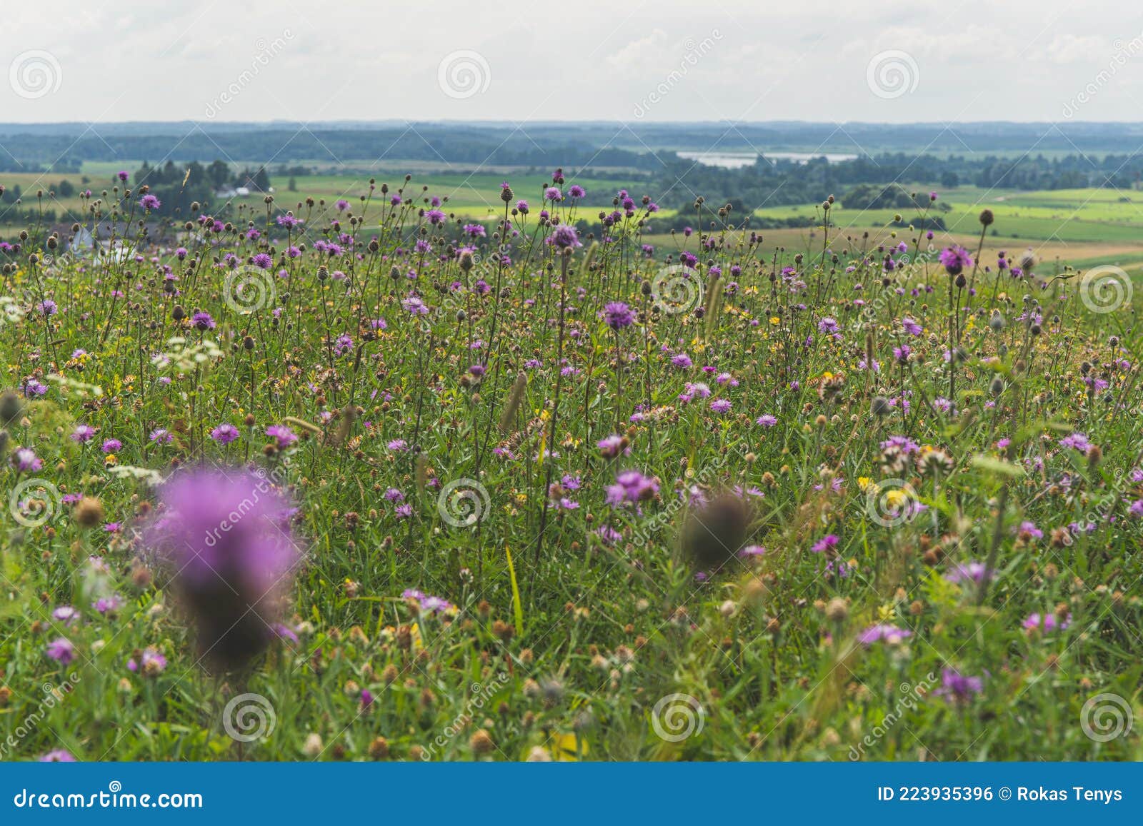 The Nature Scenery of Lithuania. Stunning Green and Forest Landscape ...