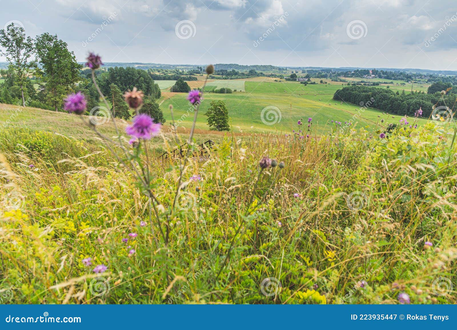 The Nature Scenery of Lithuania. Stunning Green and Forest Landscape ...