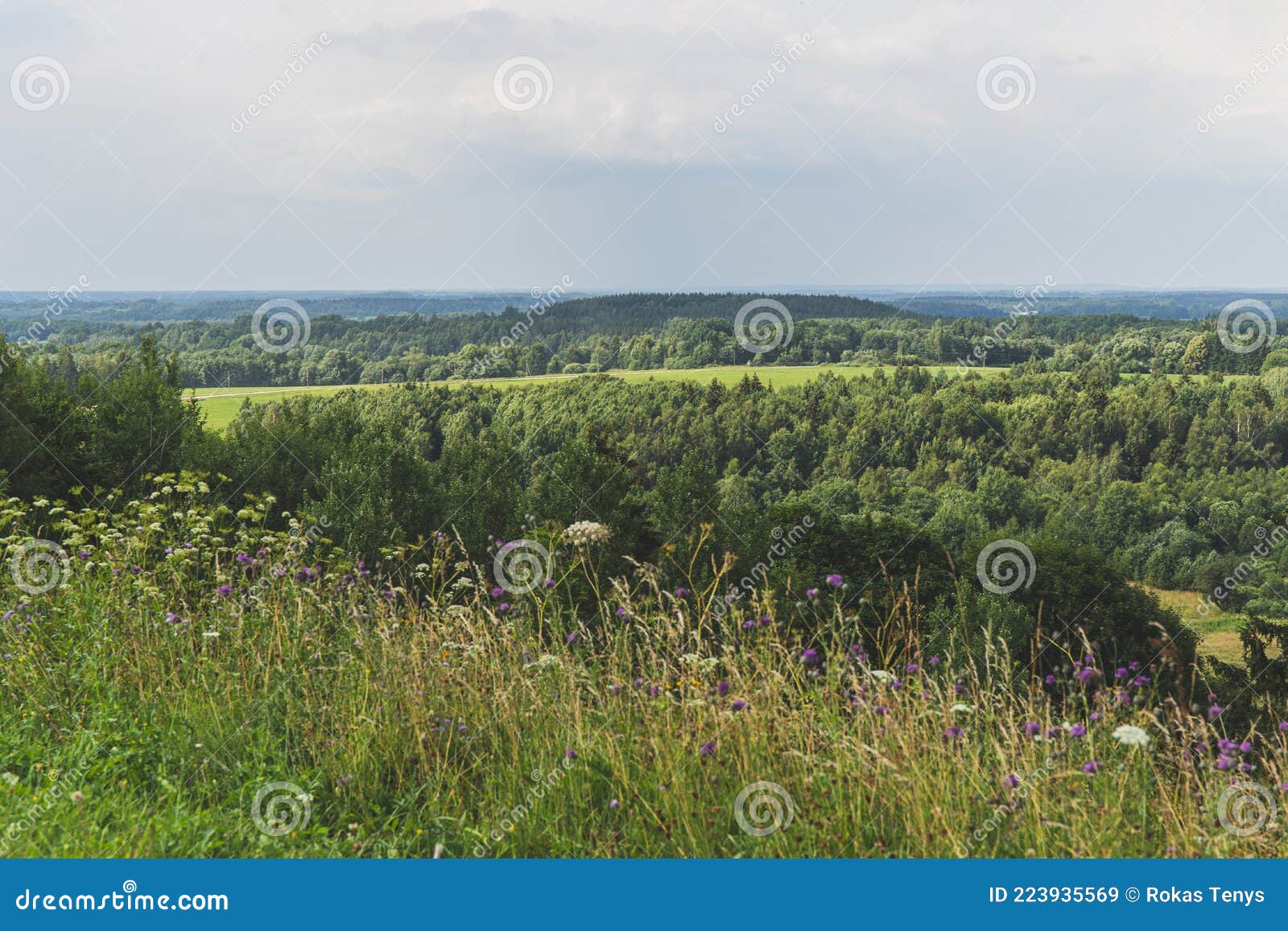 The Nature Scenery of Lithuania. Stunning Green and Forest Landscape ...