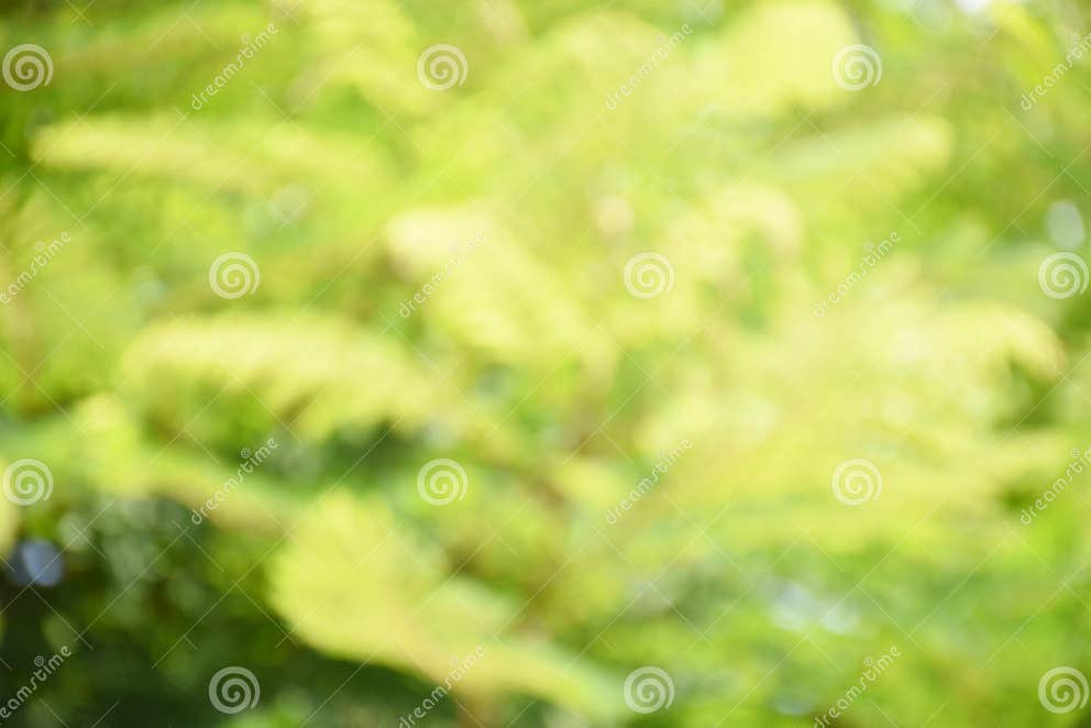 Nature Scenery with Tree Blur, Tree Blur Background, Blur Background ...