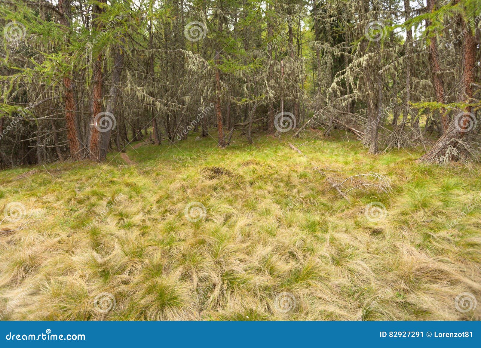 Nature Scenes Walking Inside a Forest Stock Image - Image of ...