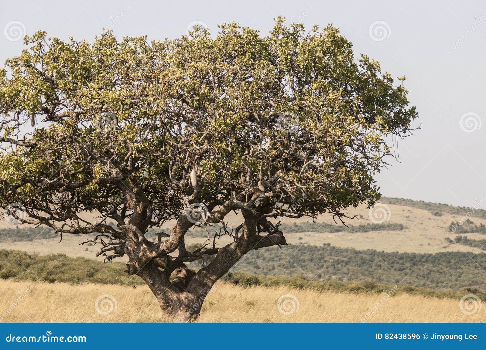 Nature stock photo. Image of landscape, butte, tree, scenic - 82438596