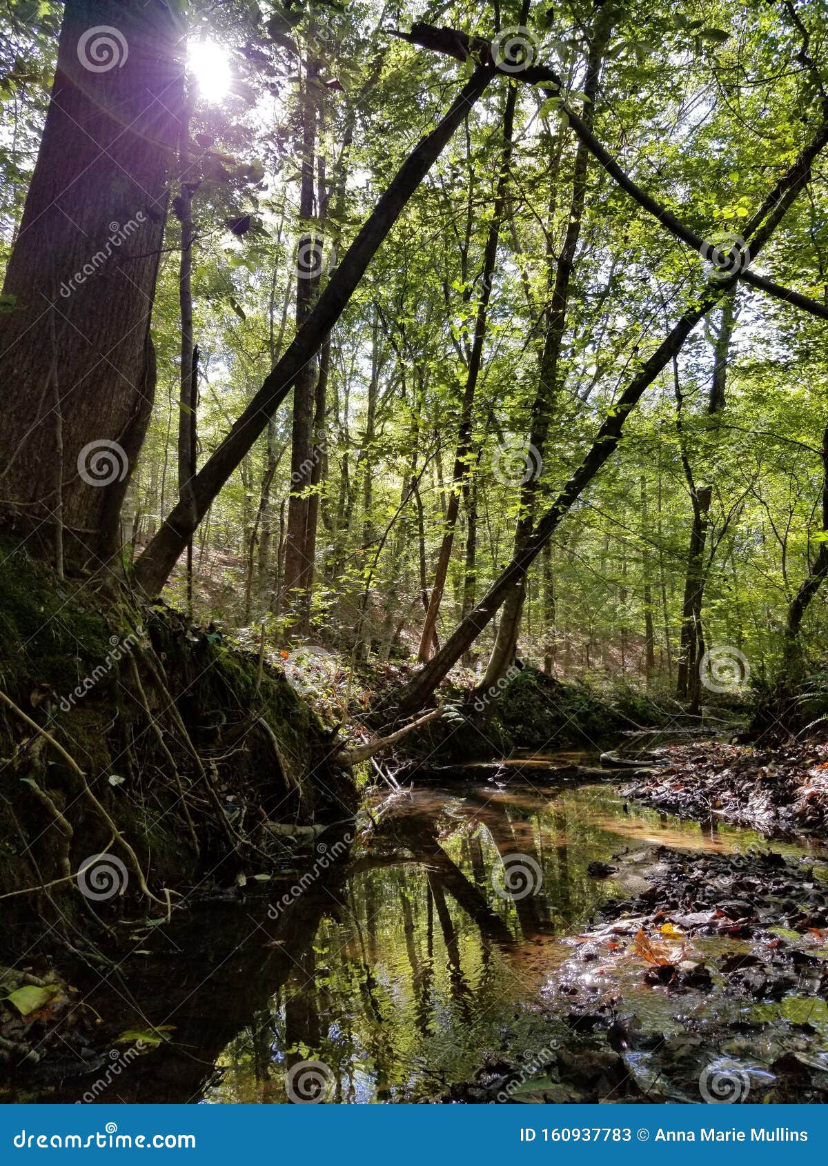 Nature stock image. Image of outdoor, forrest, scenic - 160937783