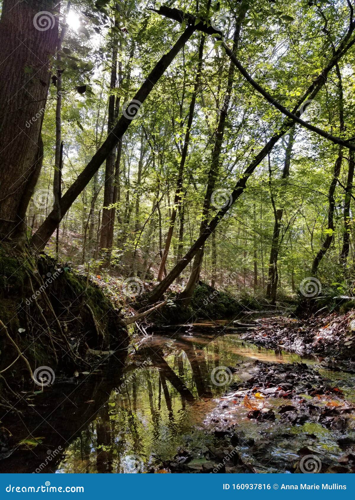 Nature stock photo. Image of forrest, trees, scenic - 160937816