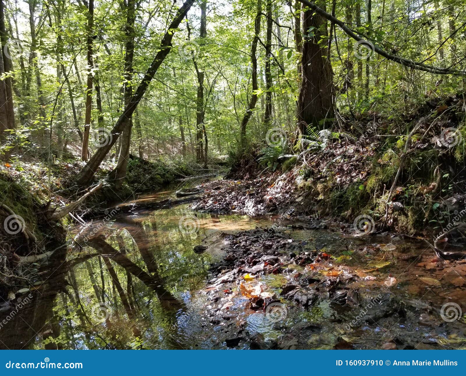 Nature stock photo. Image of forrest, outdoor, scenic - 160937910