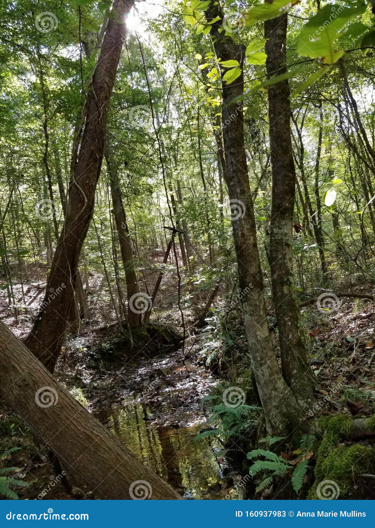 Nature stock image. Image of nature, scenic, trees, forrest - 160937983