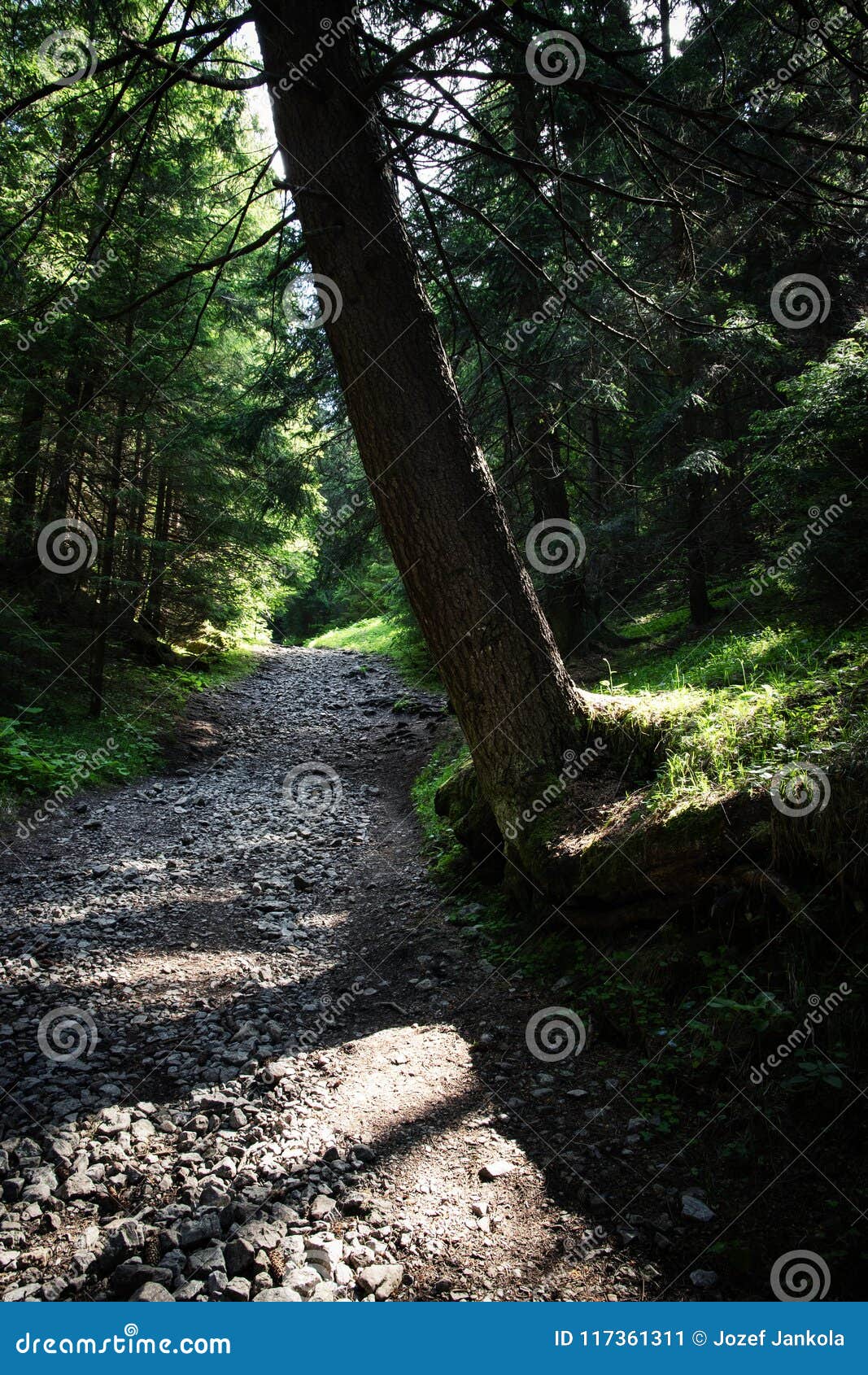 Spruce Over the Forest Path Stock Image - Image of spruce, coniferous ...