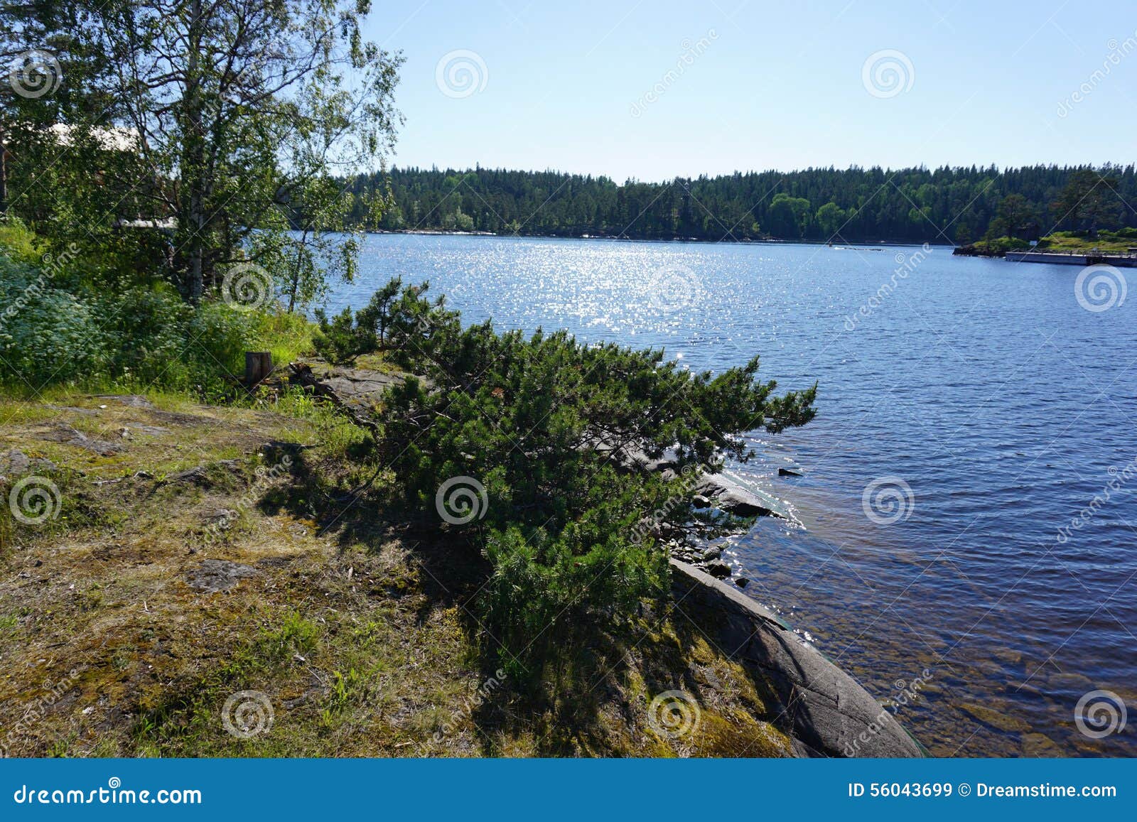 Nature stock image. Image of nature, water, trees - 56043699
