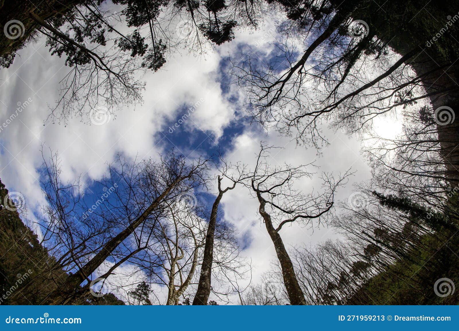 Nature seen from below stock image. Image of leaf, wide - 271959213