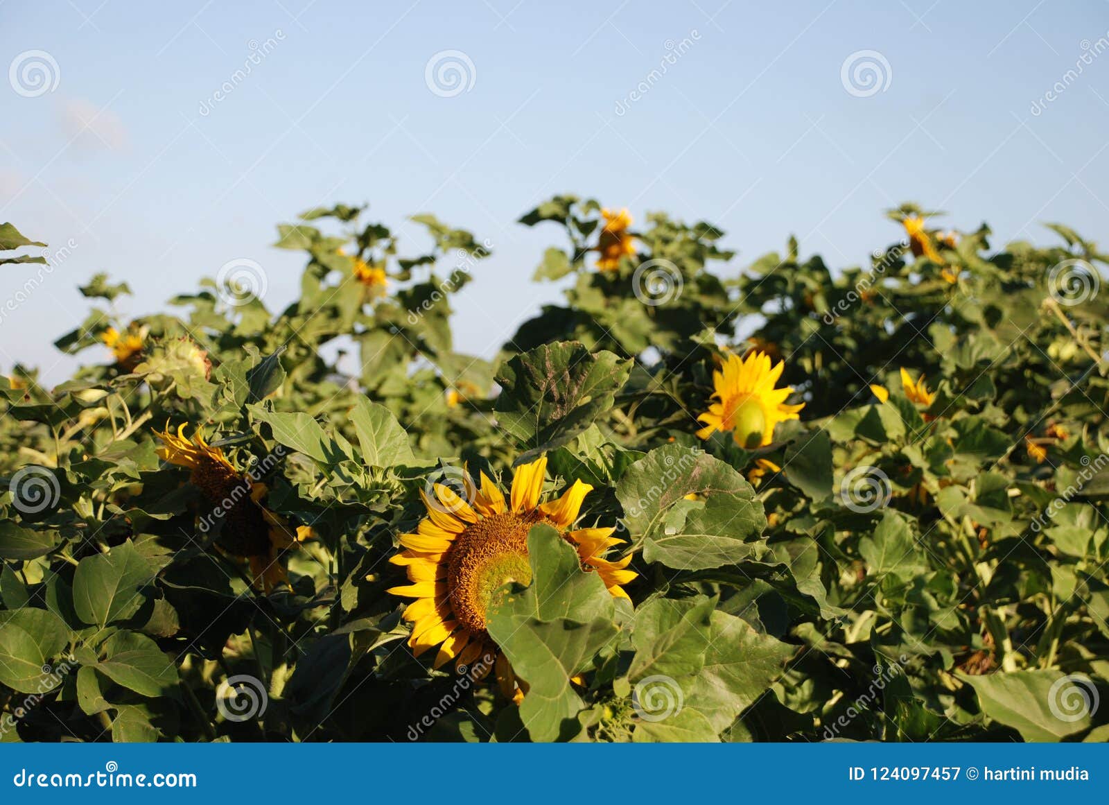 Nature stock image. Image of like, bright, nature, shine - 124097457
