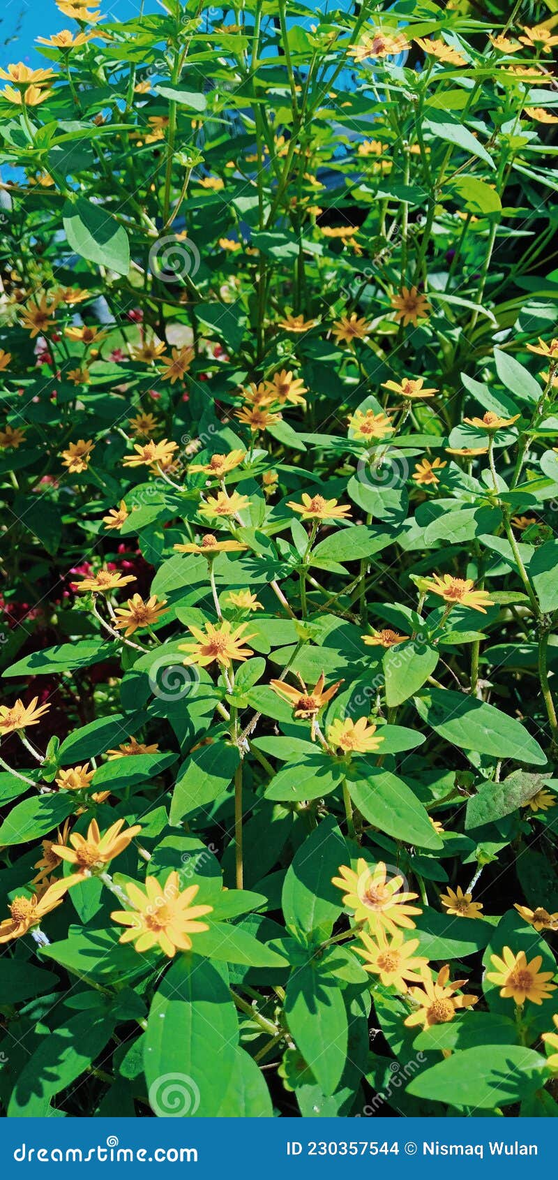 Shimering Flower Stock Photos - Free & Royalty-Free Stock Photos from ...