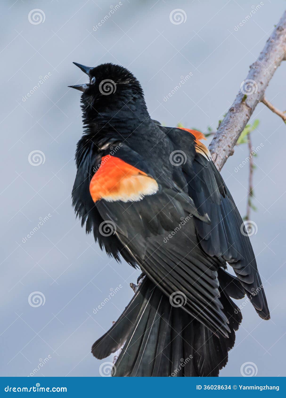 Nature shot of bird stock photo. Image of vibrant, contemplate - 36028634