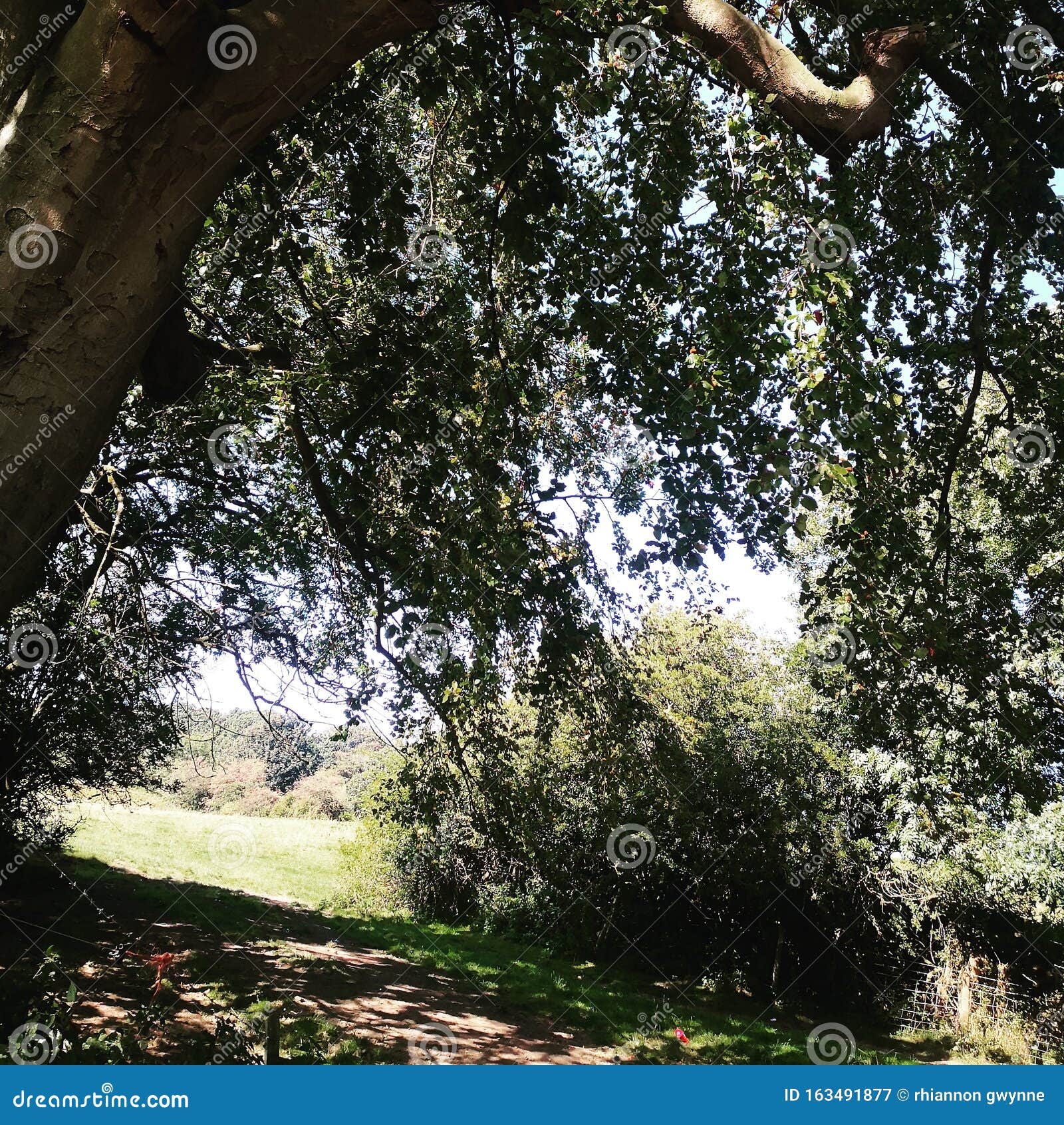 Nature Shot of a Clearing in the Woods Stock Image - Image of clearing ...