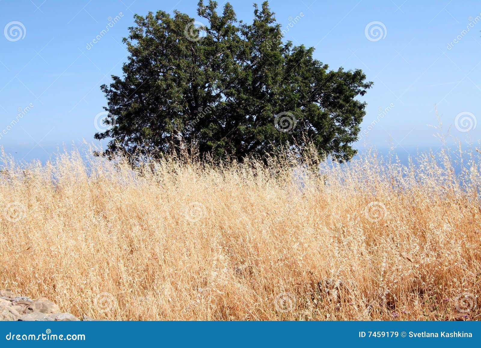Nature Sicily stock image. Image of tree, steppe, sicily - 7459179