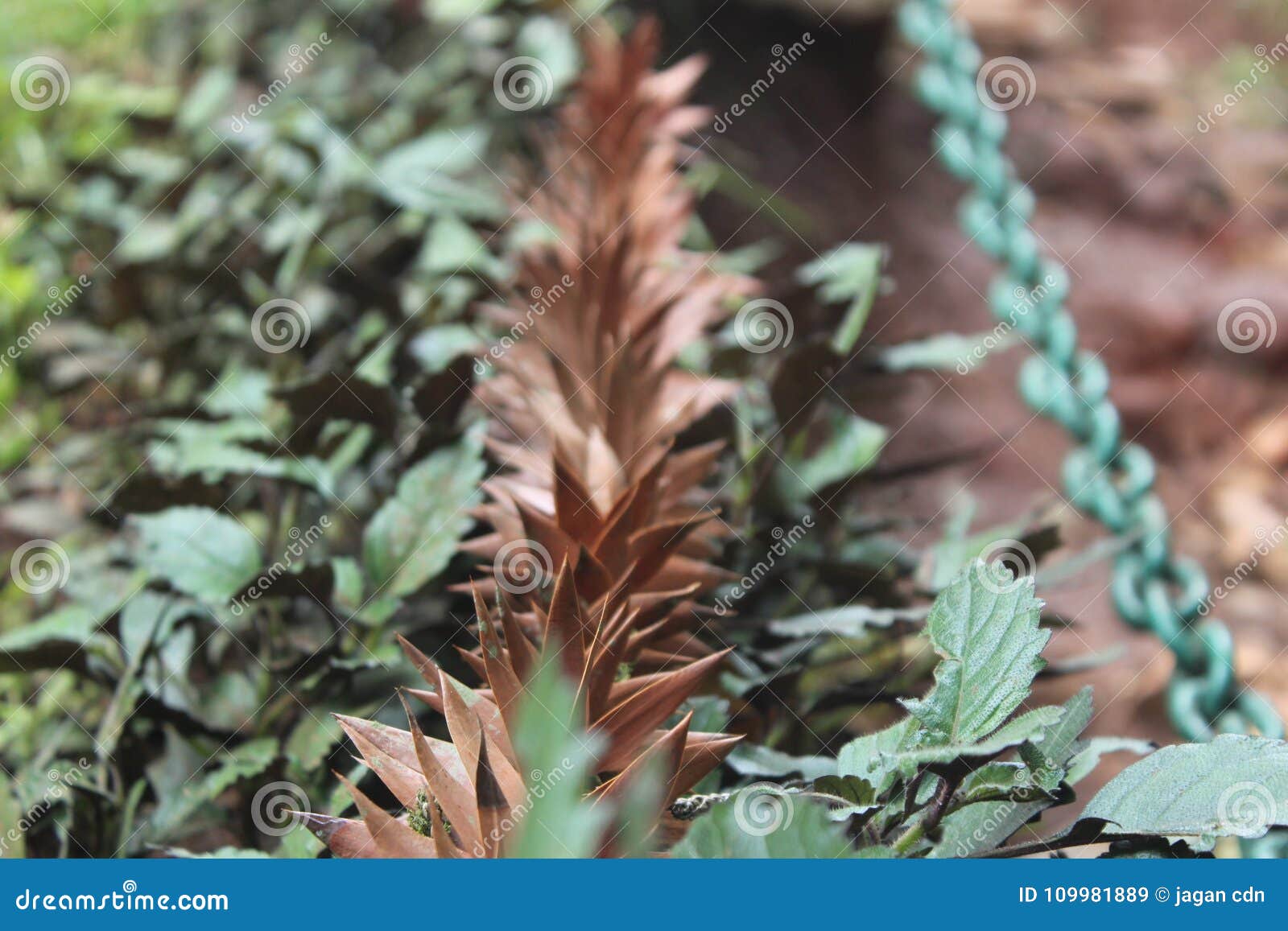 Nature stock image. Image of wallpaper, nature, flower - 109981889