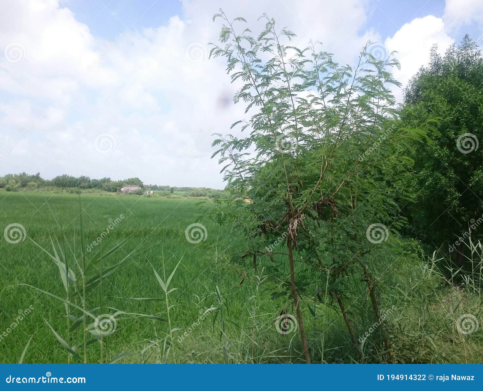 Nature sky and green place stock photo. Image of place - 194914322