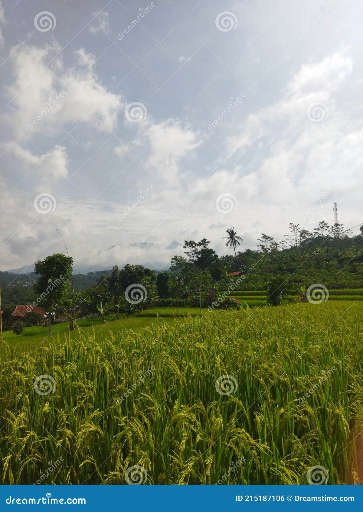 Nature sky high rice stock photo. Image of rice, high - 215187106