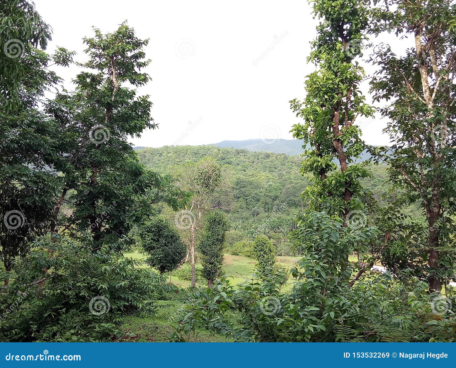 Nature stock image. Image of paddy, tree, nature, rainyseason - 153532269