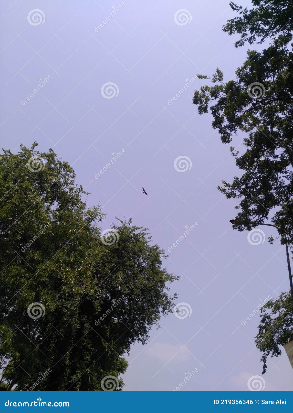 Nature with sky and trees stock photo. Image of natural - 219356346