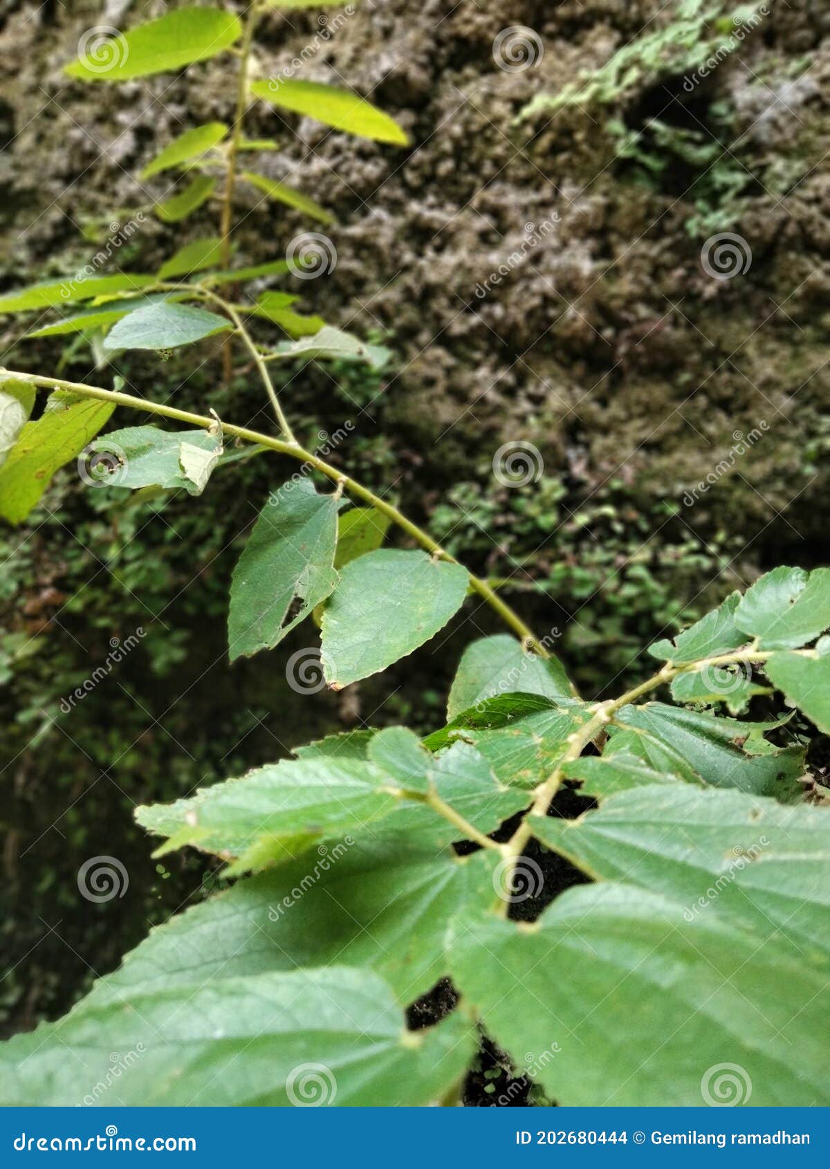 Nature Small Tree Photography Stock Photo - Image of tree, nature ...