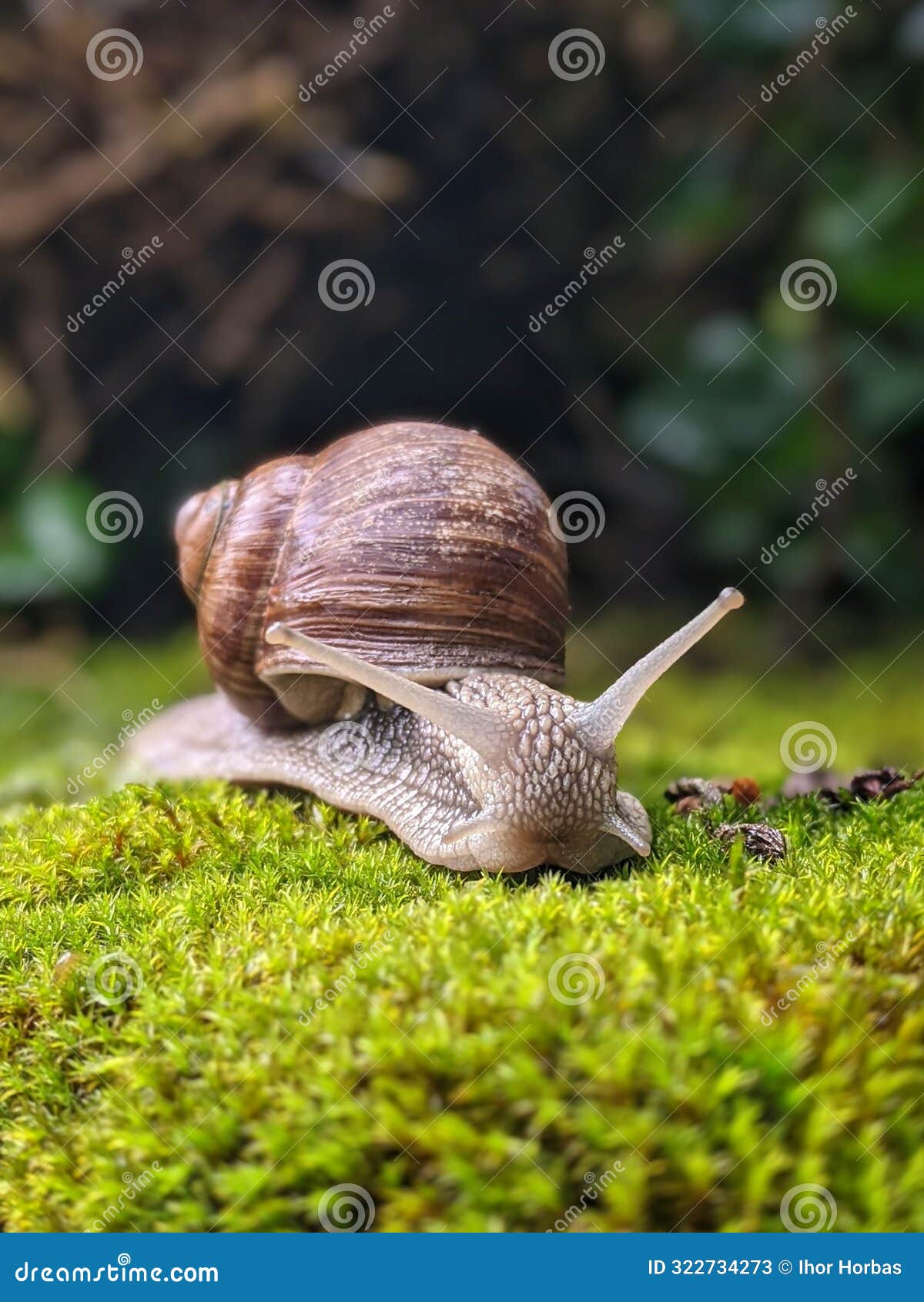 Snail on the tree stock image. Image of animal, green - 322734273