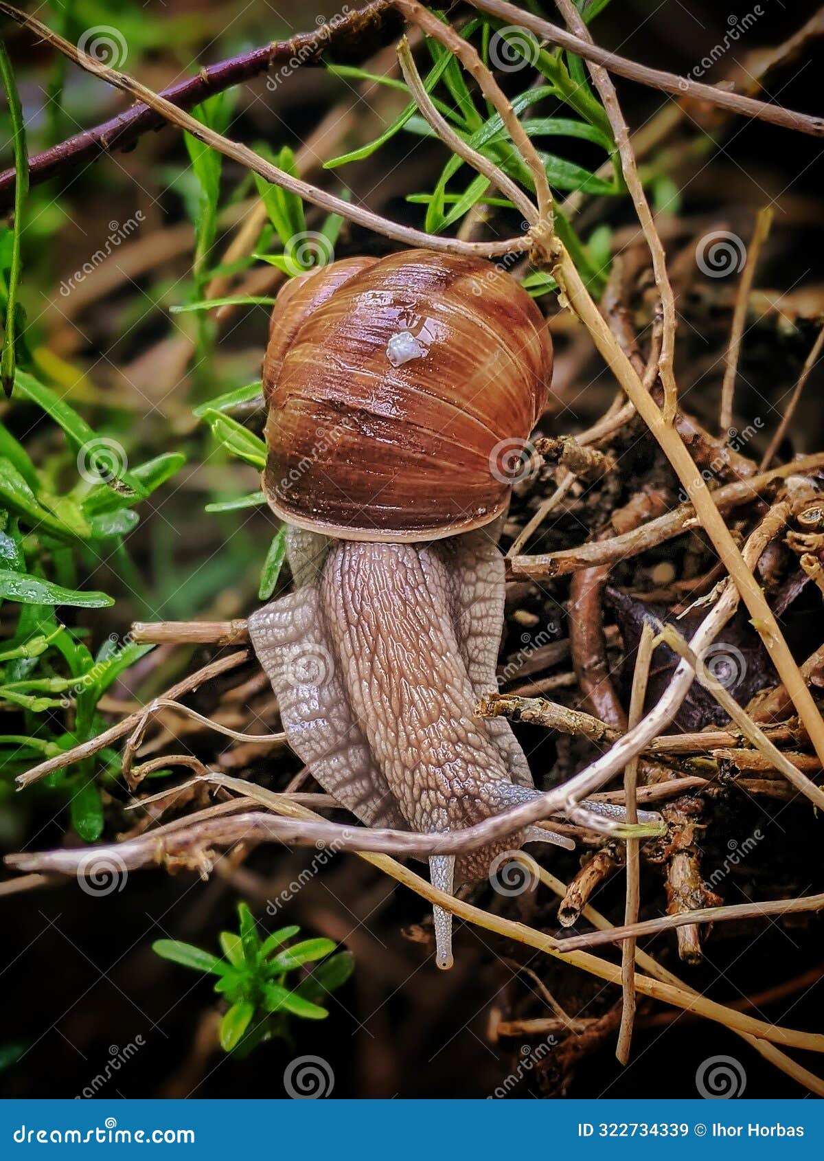 Snail on the tree stock image. Image of grass, mollusk - 322734339