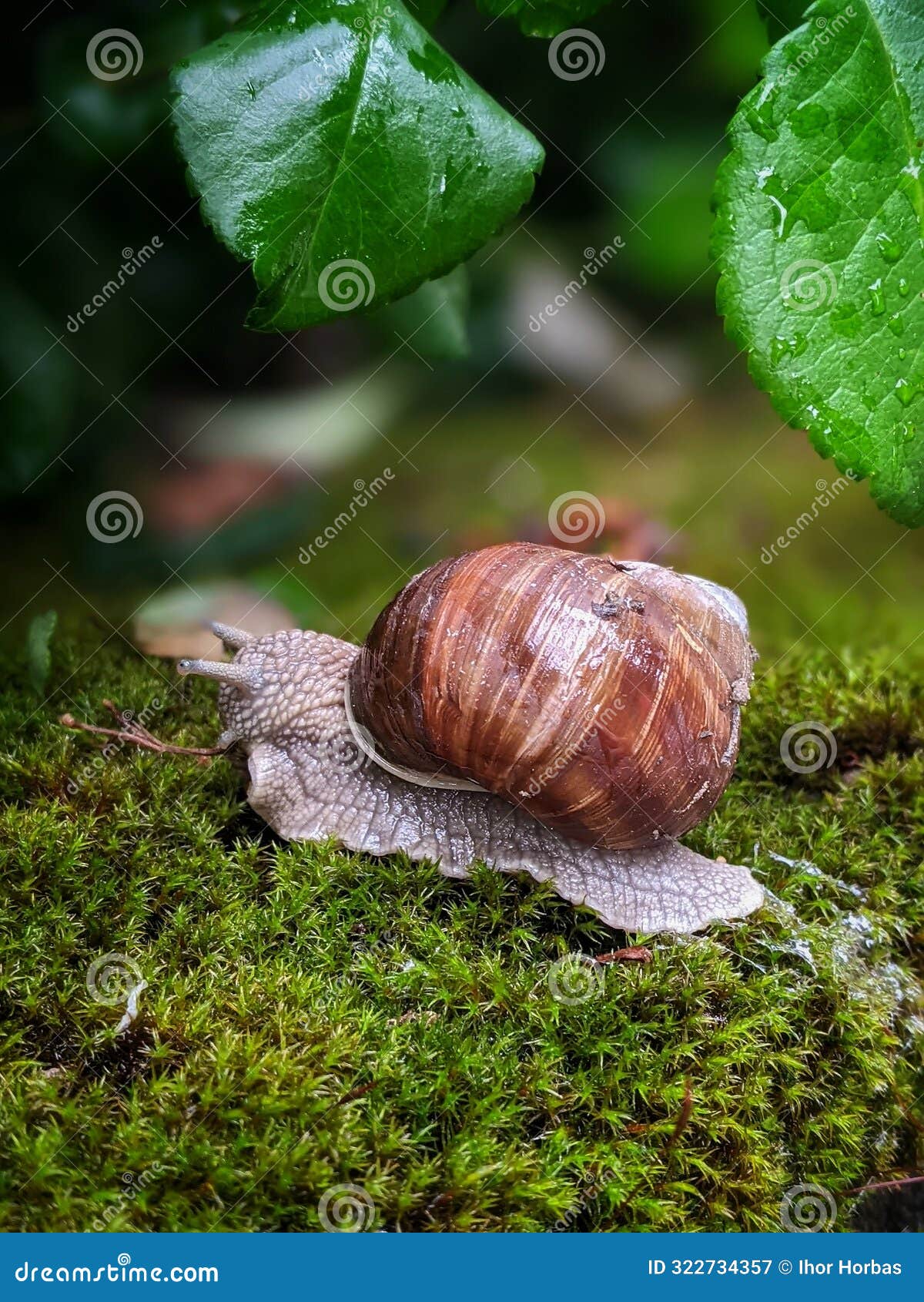 Snail on the tree stock image. Image of green, flower - 322734357