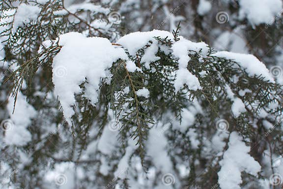 Nature and Snow, Evergreen Tree Stock Image - Image of evergreentree ...