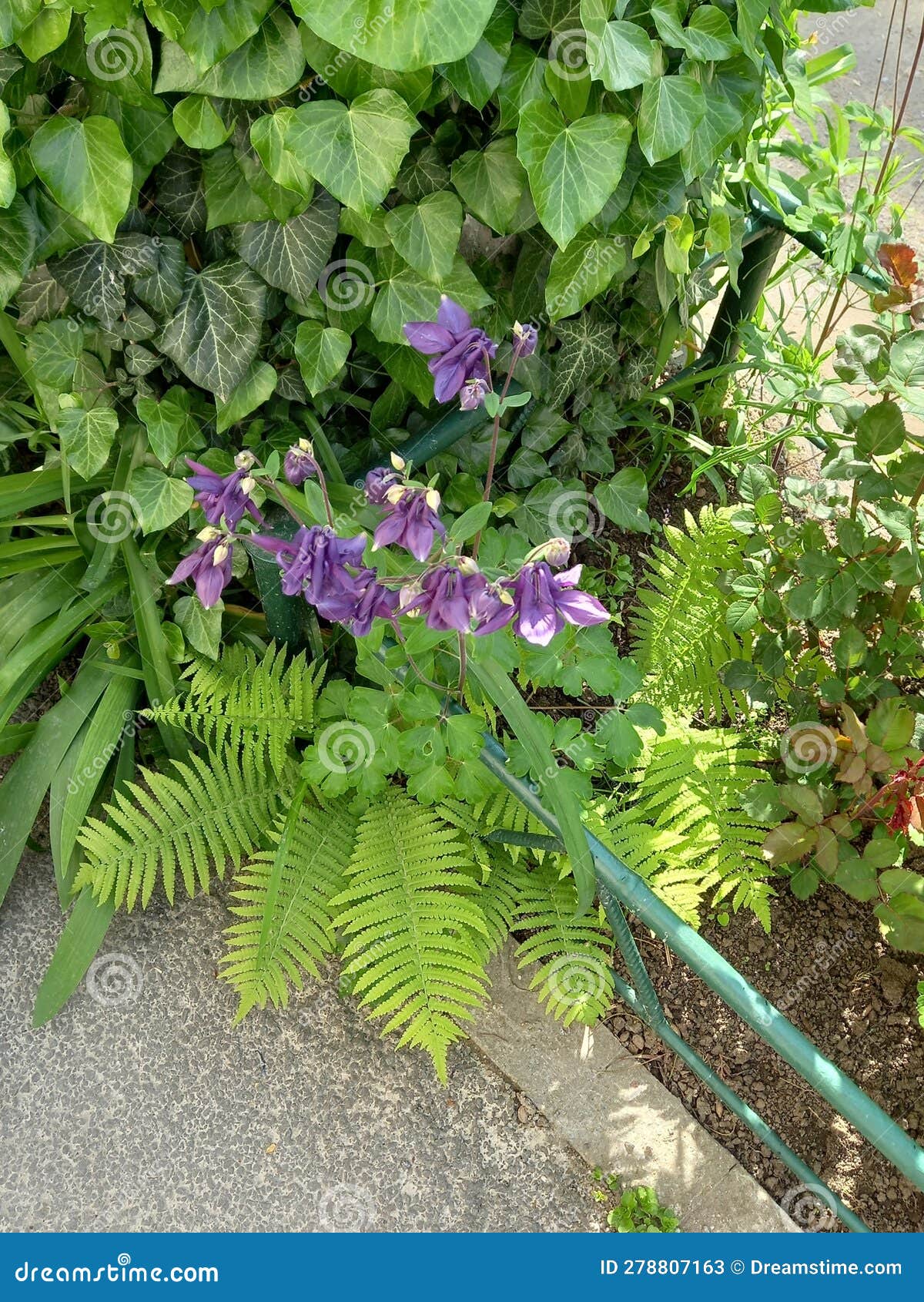 Nature with Some Kind of Purple Flower Stock Image - Image of nature ...