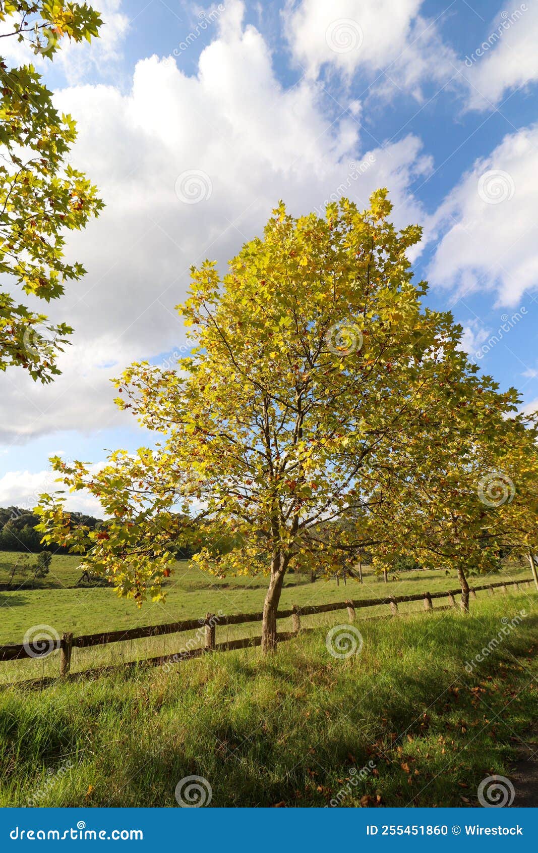 Nature of Southern Highlands in Fall in Australia Stock Photo - Image ...