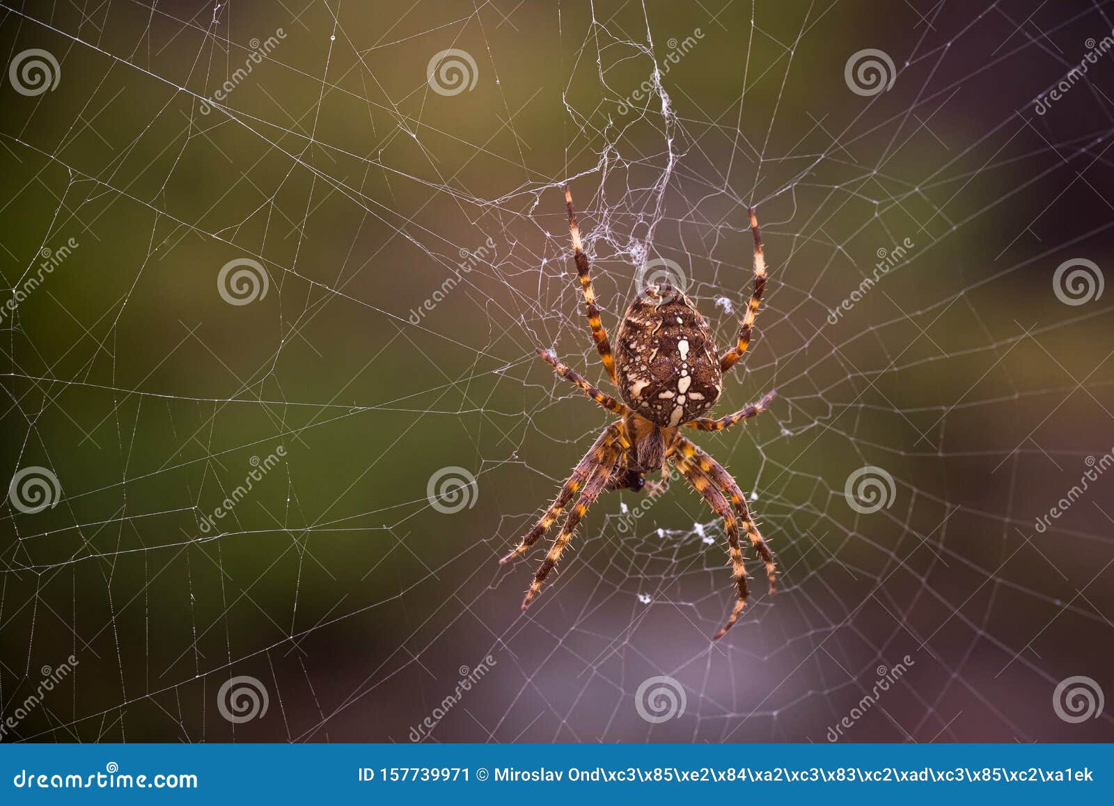 Spider while he is working stock image. Image of work - 157739971