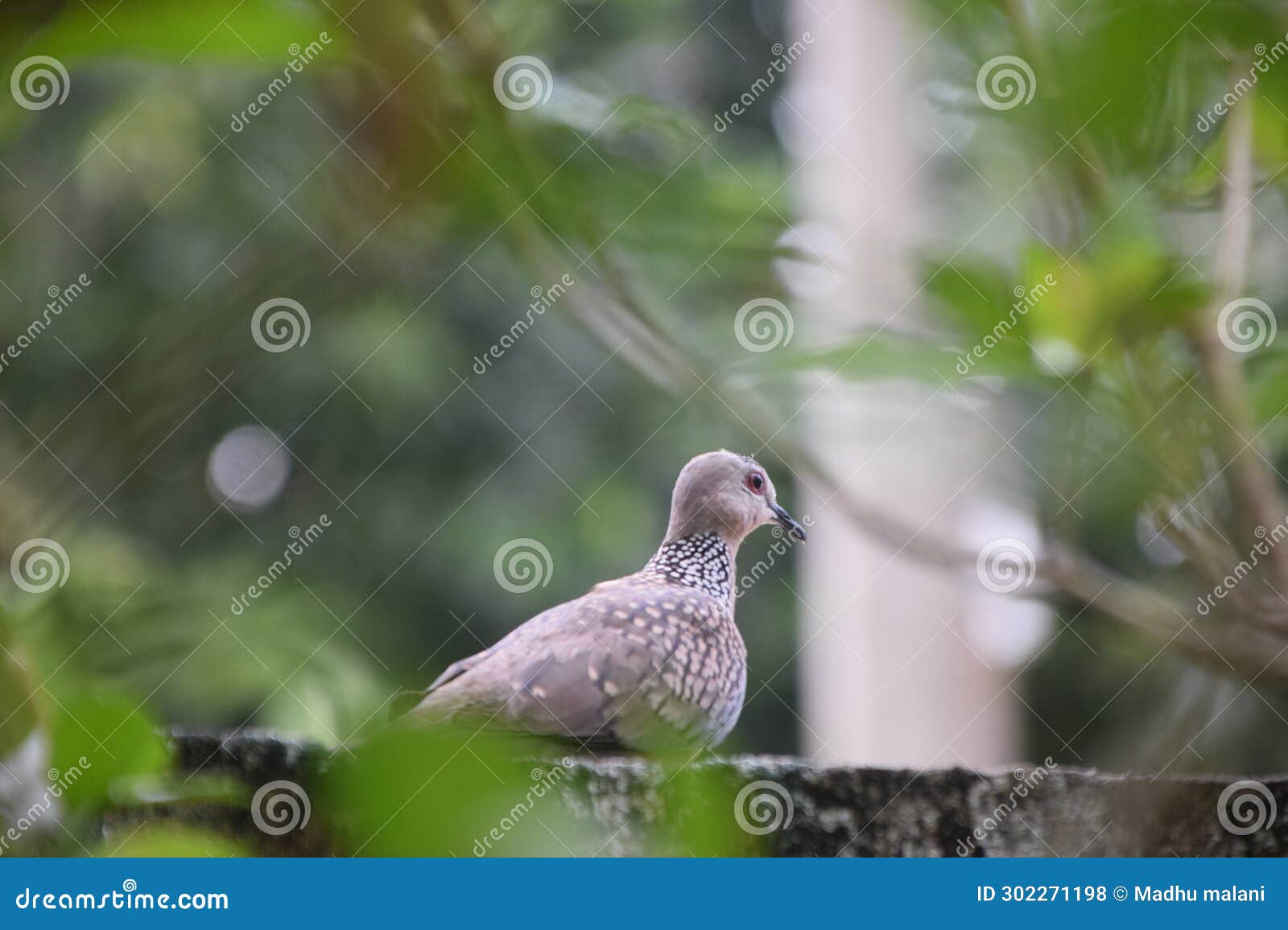 Nature Spotted Dove Sitting and Looking Forward Stock Photo - Image of ...