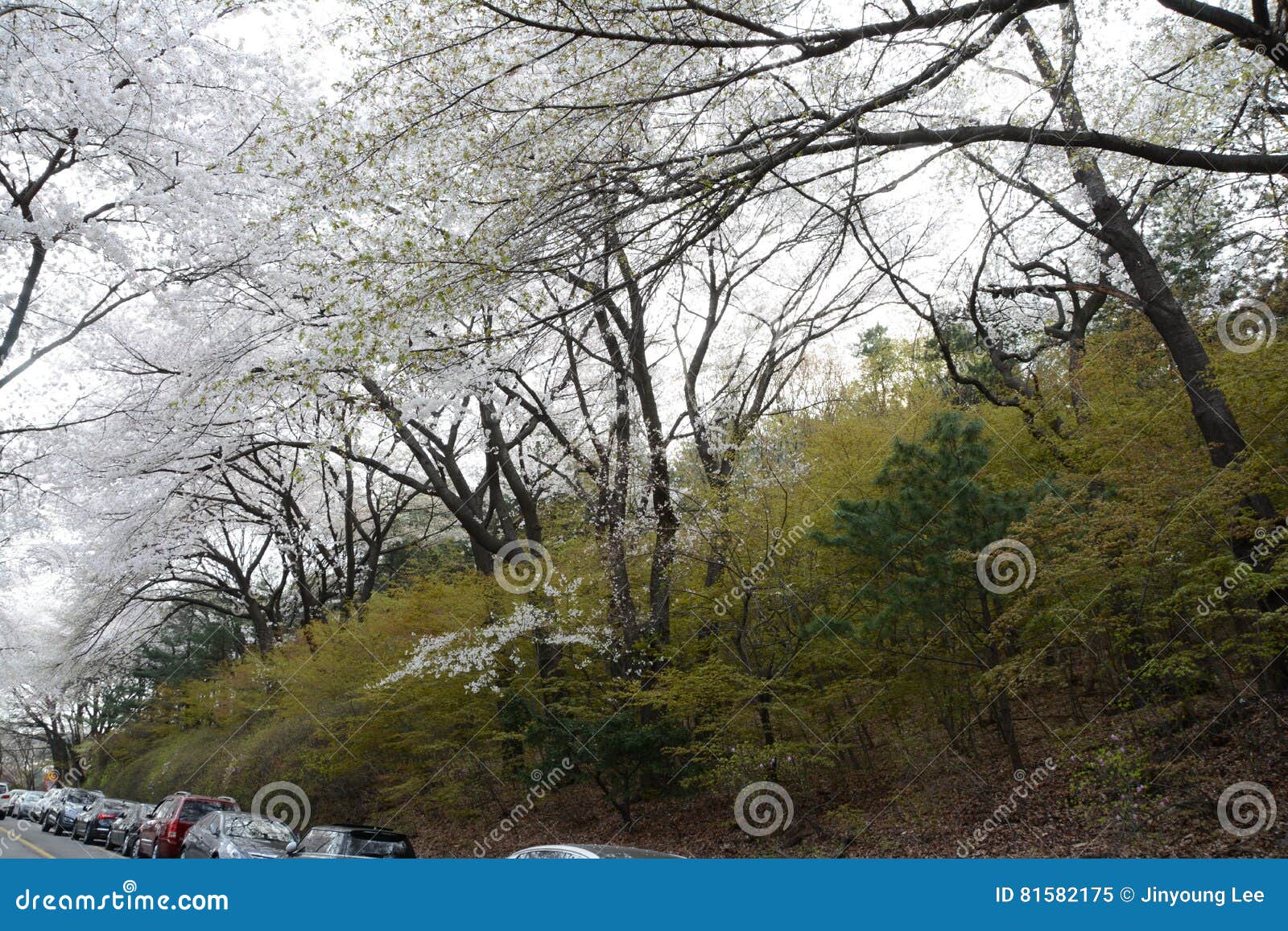 Nature stock image. Image of nature, spring, seasons - 81582175
