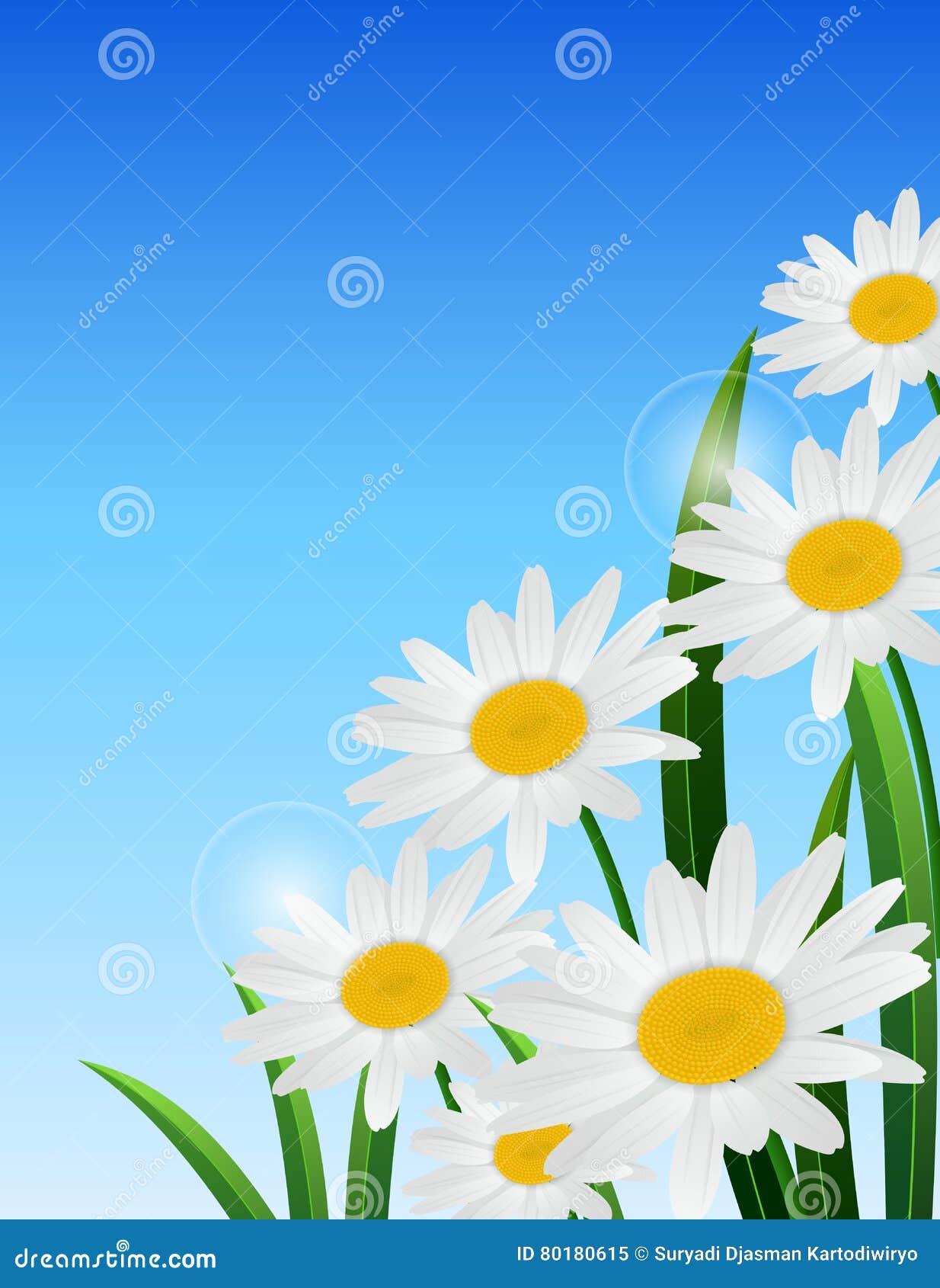 Spring Daisy Flowers Isolated On White Background. Vector Illustration ...