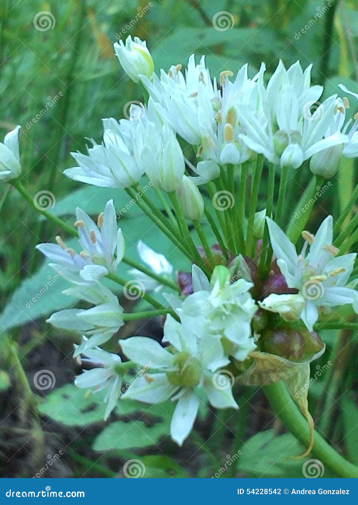 Nature stock photo. Image of nature, wild, growing, flowers - 54228542