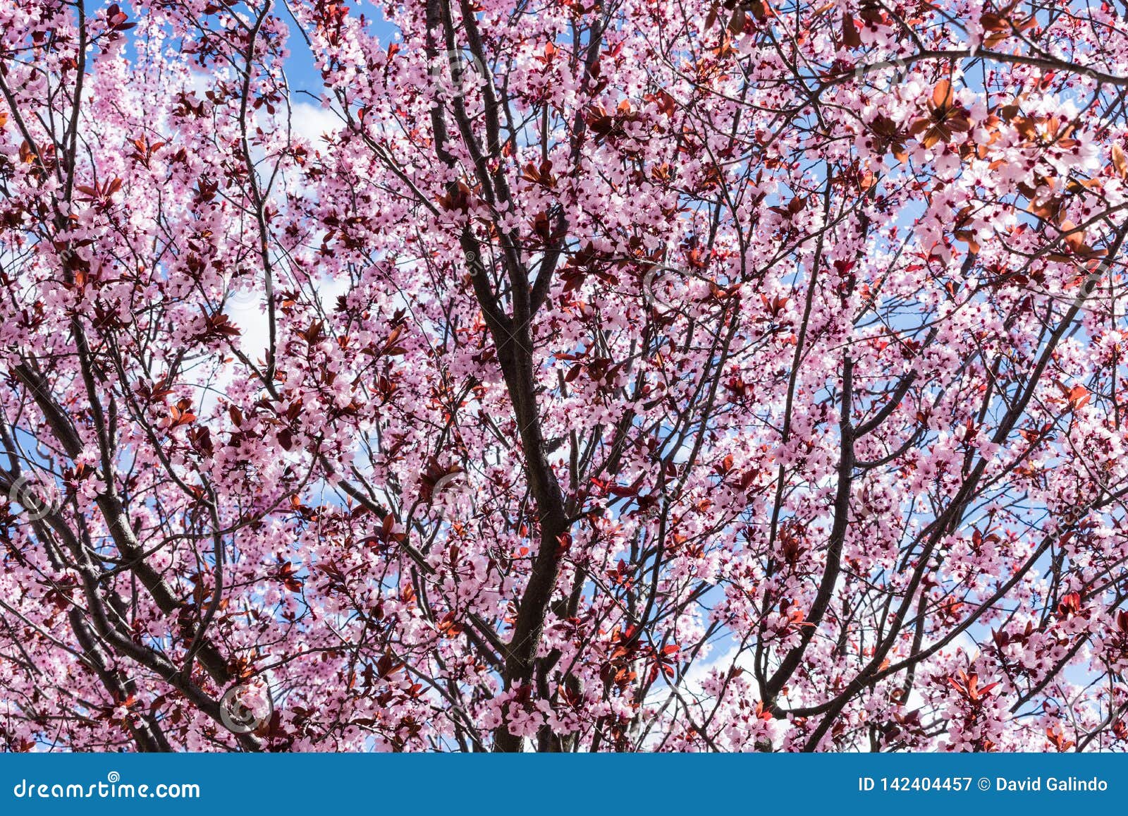 Nature with Spring Flowers on Sunny Day Stock Image - Image of ...