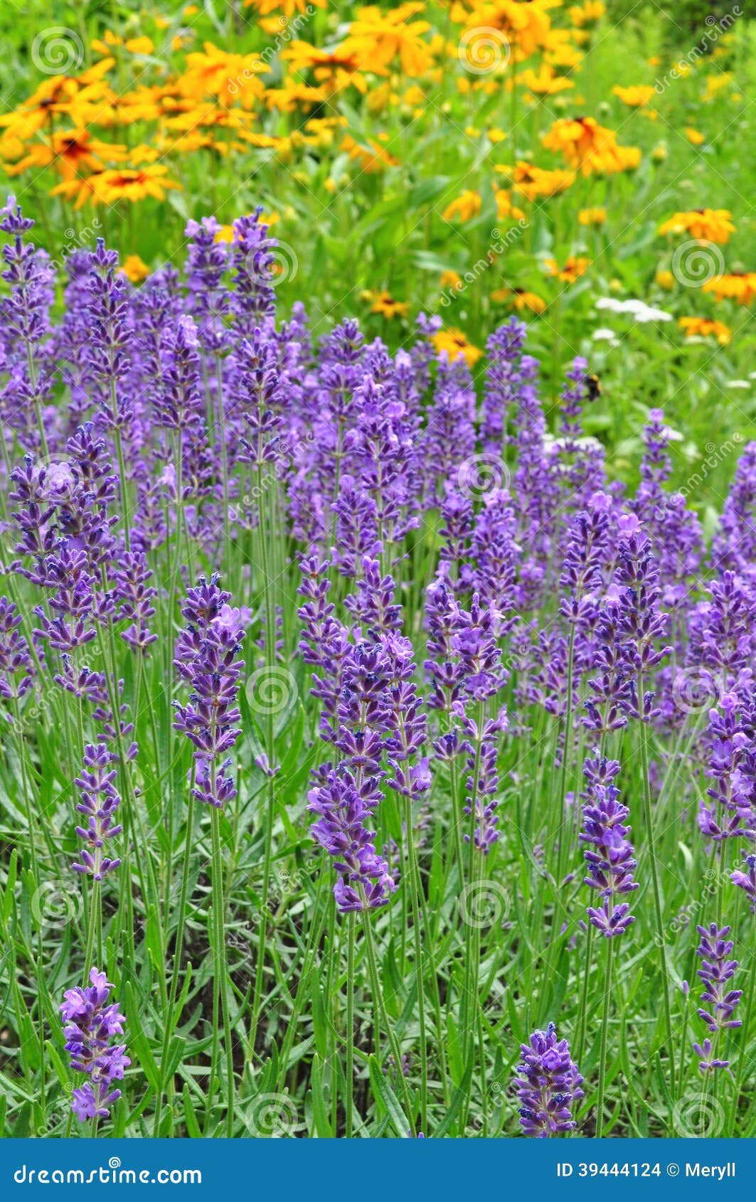 Nature flowers Lavender stock photo. Image of floral - 39444124