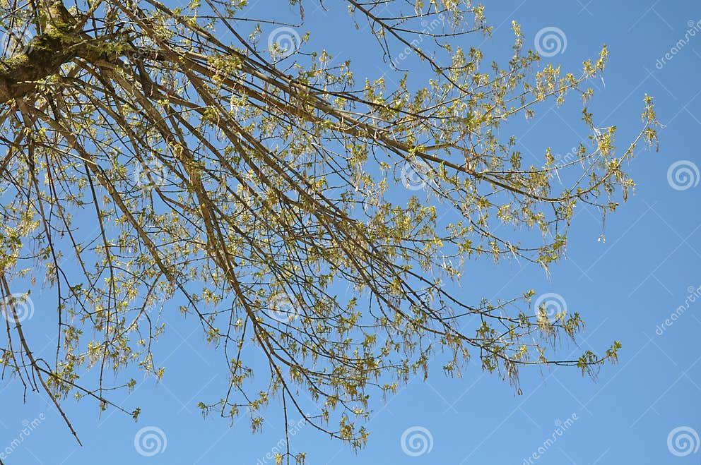 Branch of blooming tree stock photo. Image of wind, line - 341748140