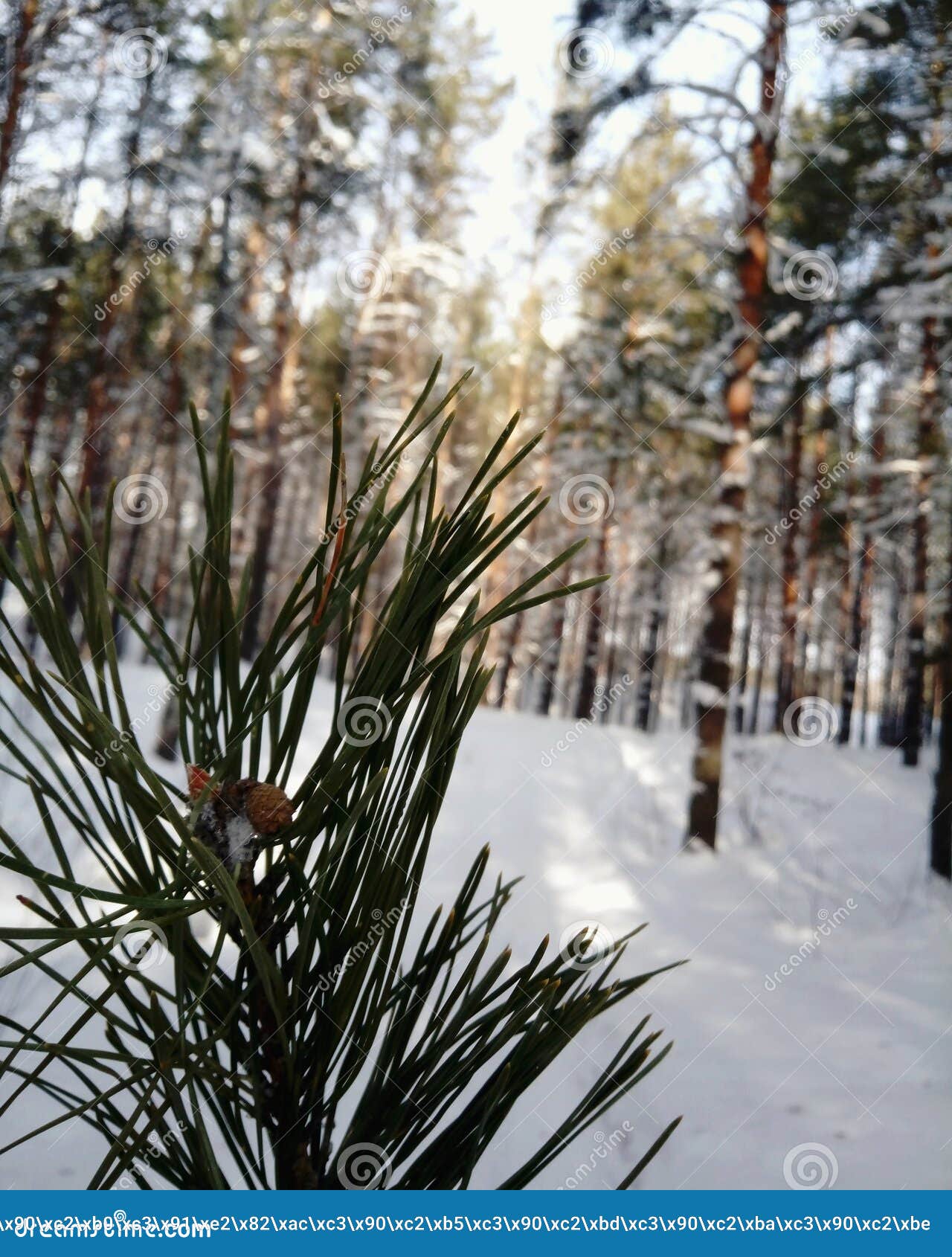 Nature stock image. Image of winter, nature, spruce - 140020383