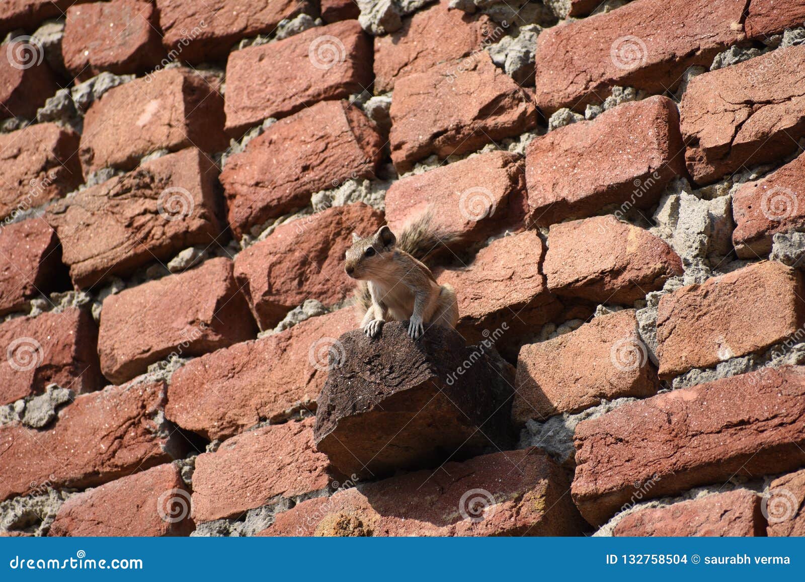 Nature stock photo. Image of climbing, squirrel, nature - 132758504