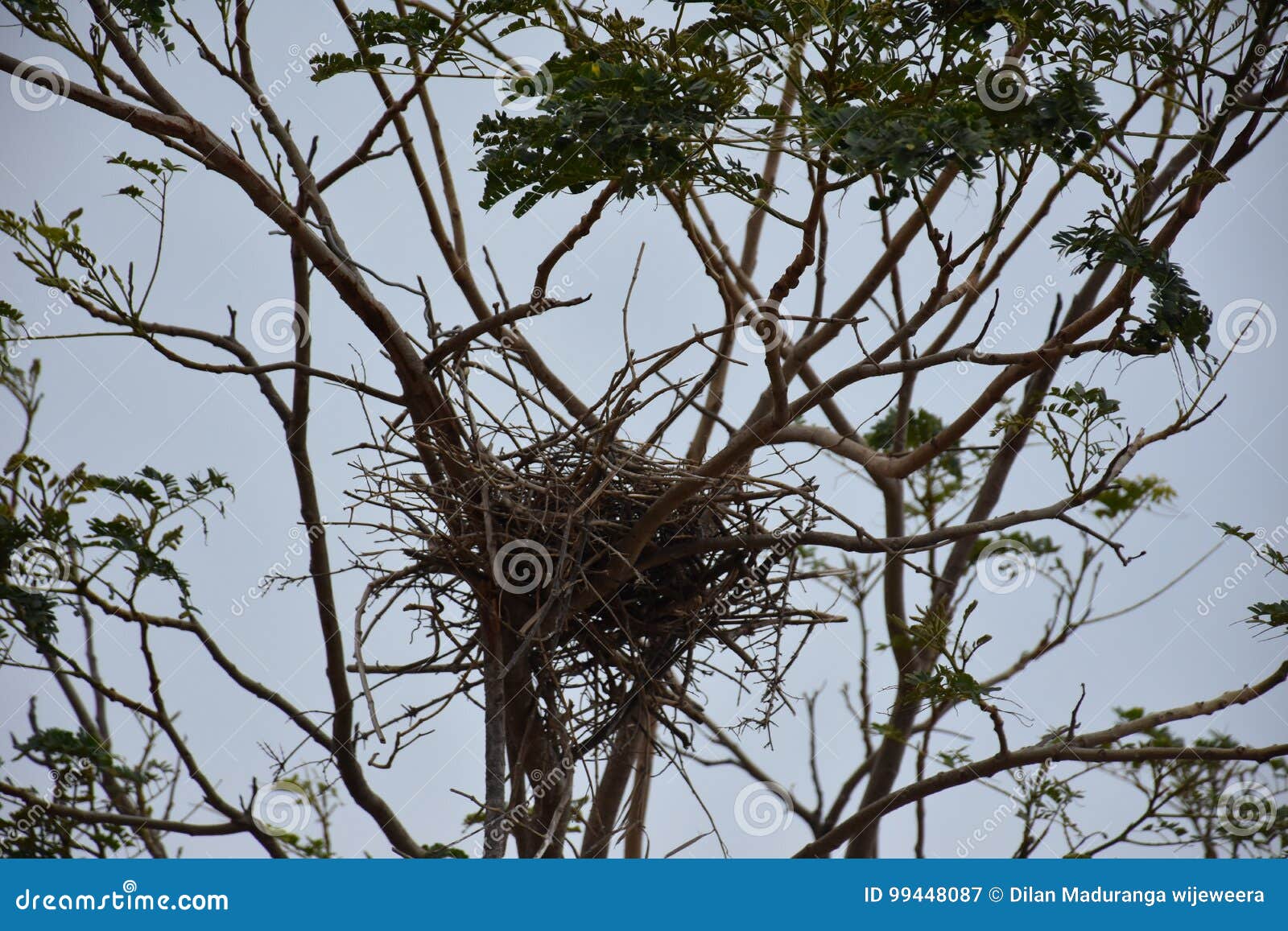 Crow next in tree stock image. Image of tree, nature - 99448087