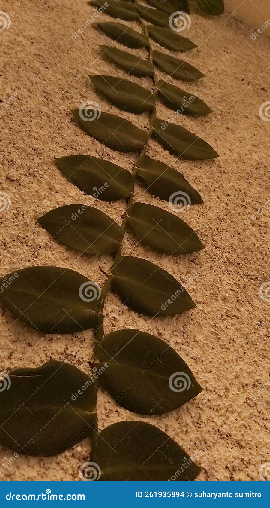 Nature Step Green Plant Leaf Stock Photo - Image of tree, soil: 261935894