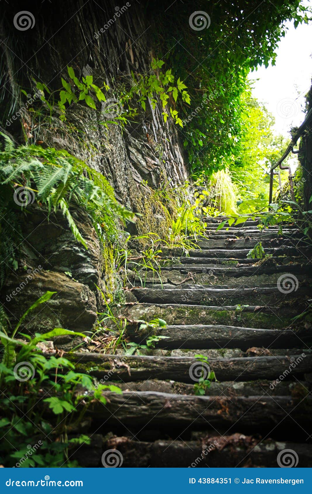Nature Steps stock image. Image of downstairs, leaves - 43884351
