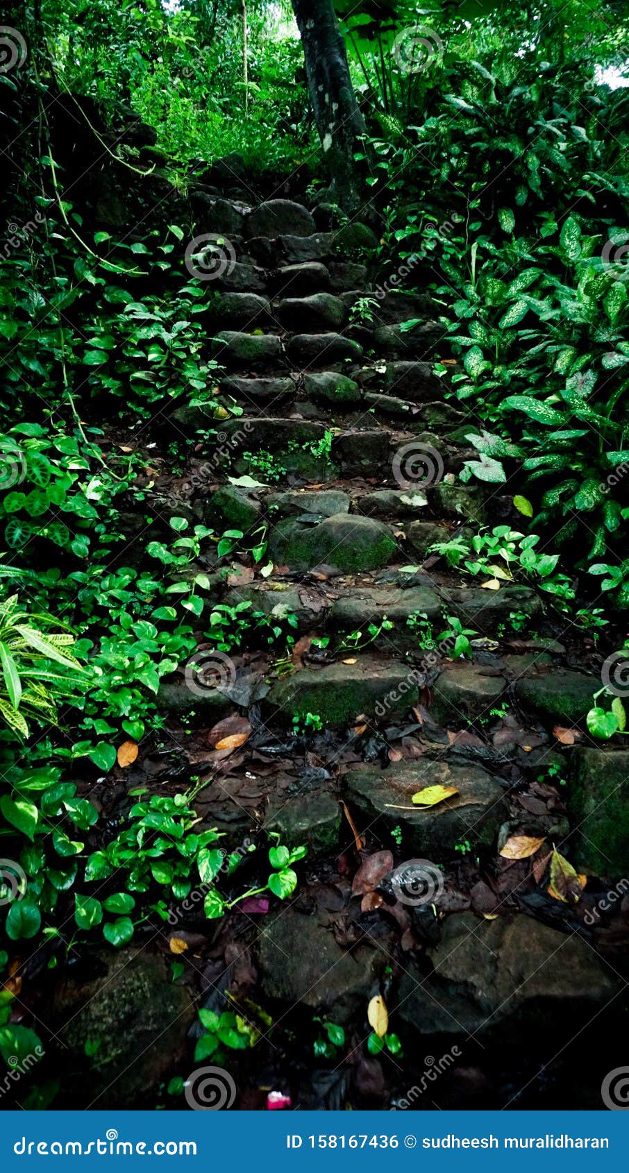 Nature steps way to heaven stock photo. Image of steps - 158167436