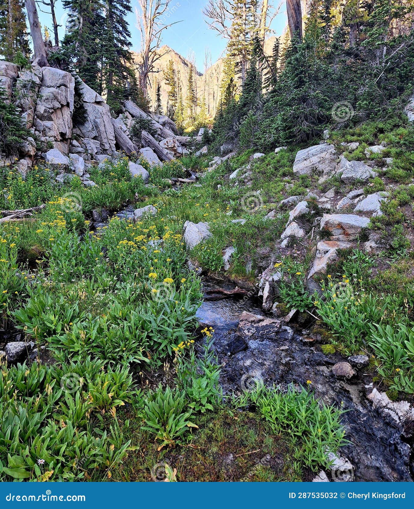 Nature Stream flowers stock photo. Image of stream, nature - 287535032